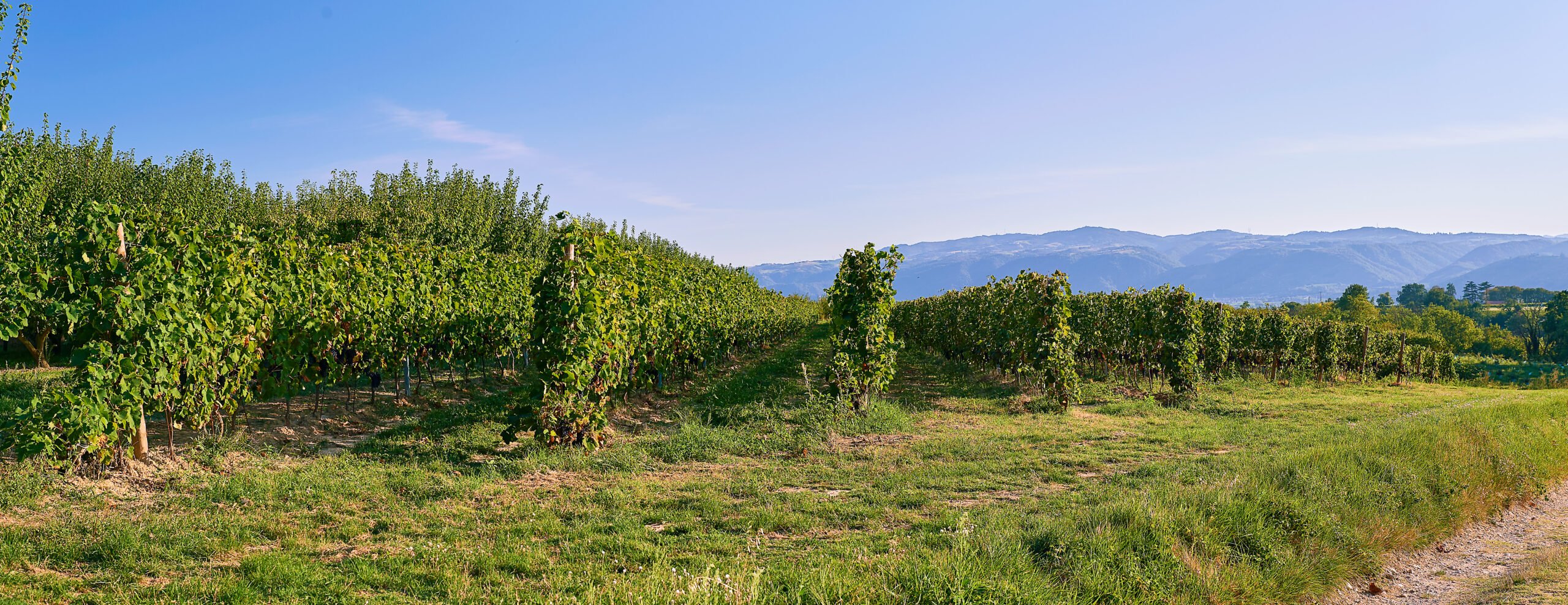 IGP Collines Rhodaniennes – Domaine Vendome